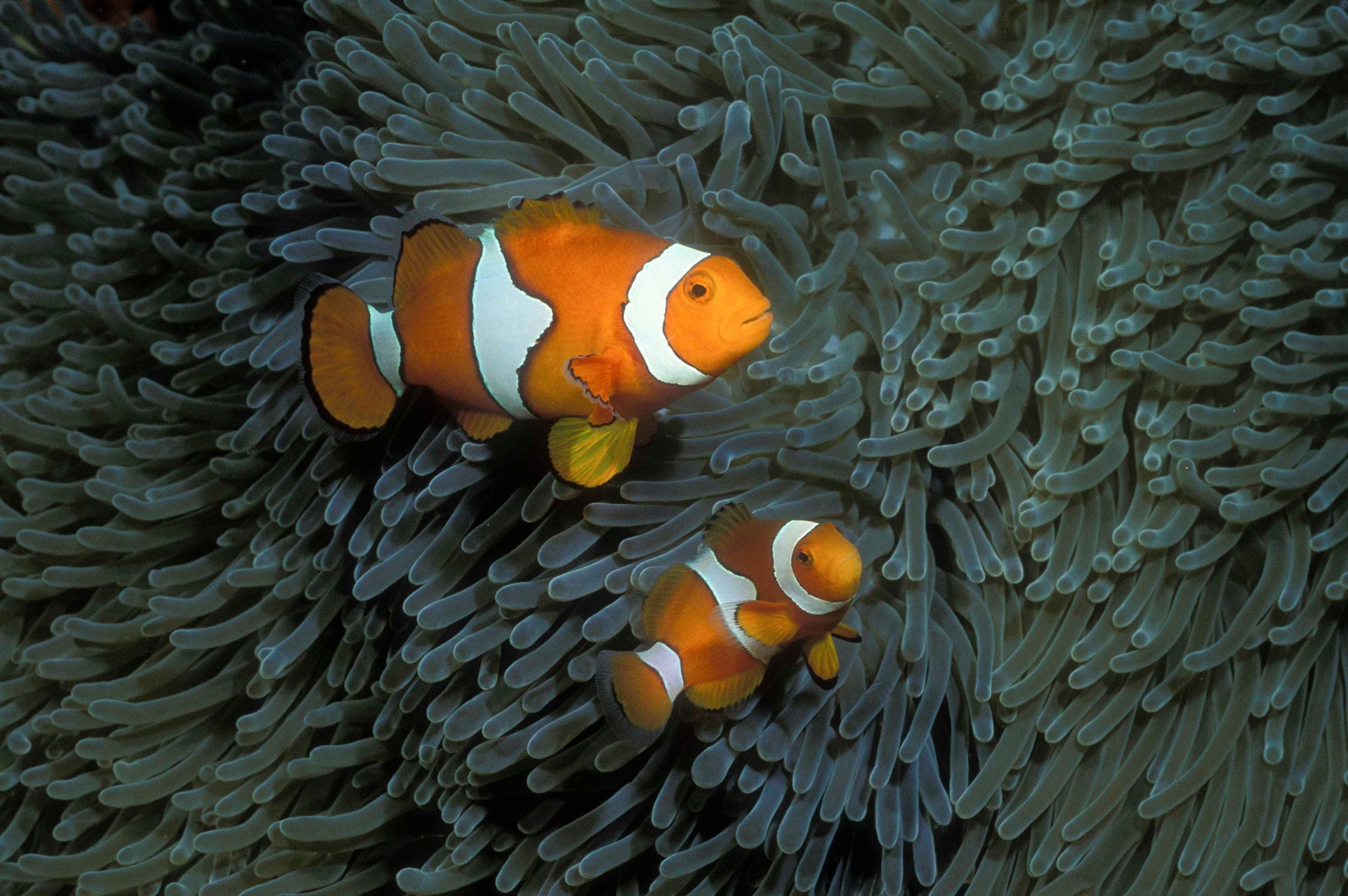 Bonded Clownfish Pairs – www.coralreeftn.com