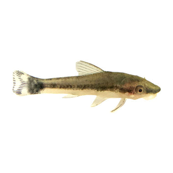 Catfish – www.coralreeftn.com