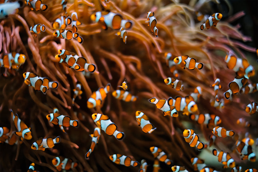 Natural Clownfish – www.coralreeftn.com