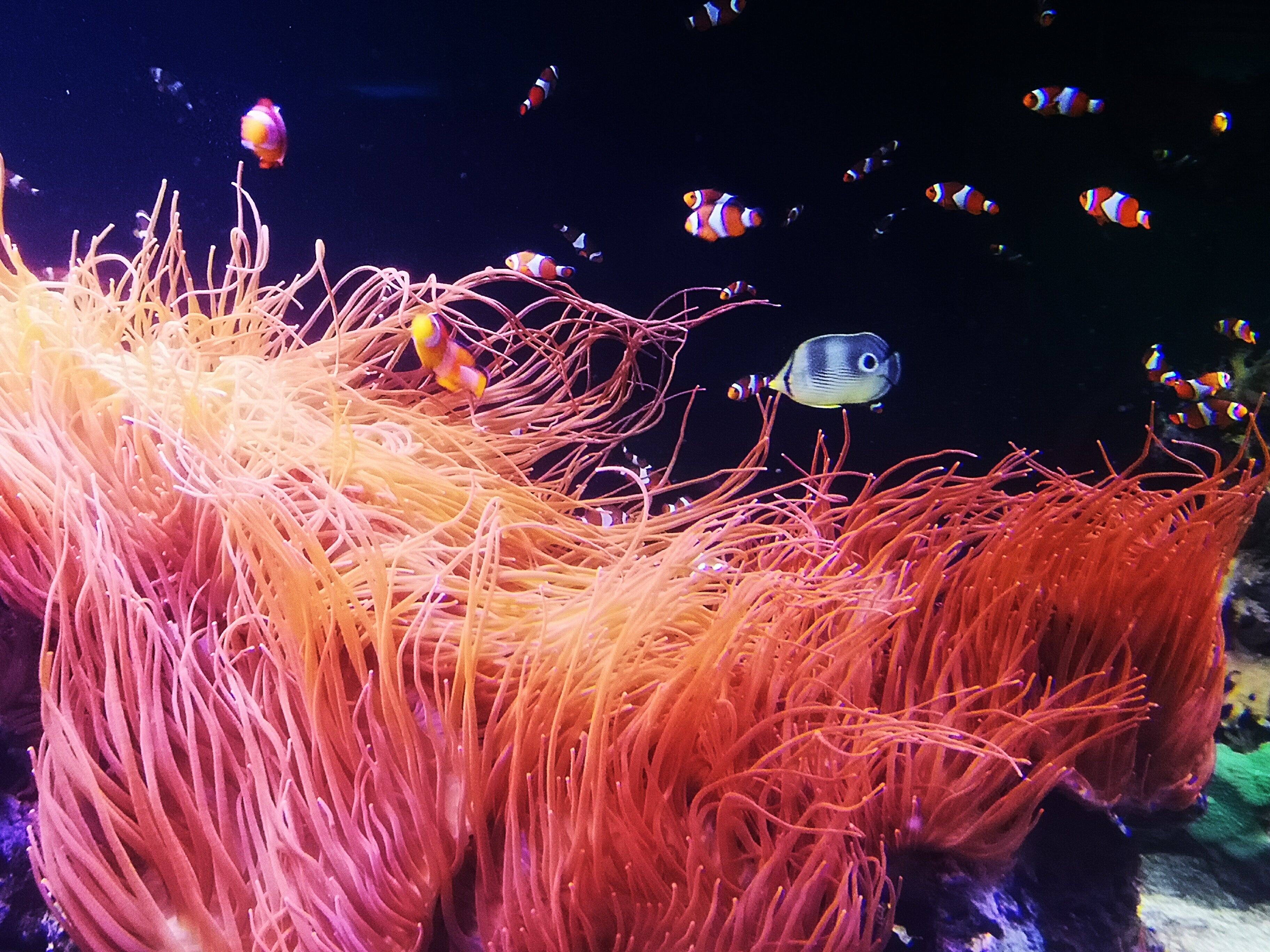 Designer Clownfish – www.coralreeftn.com