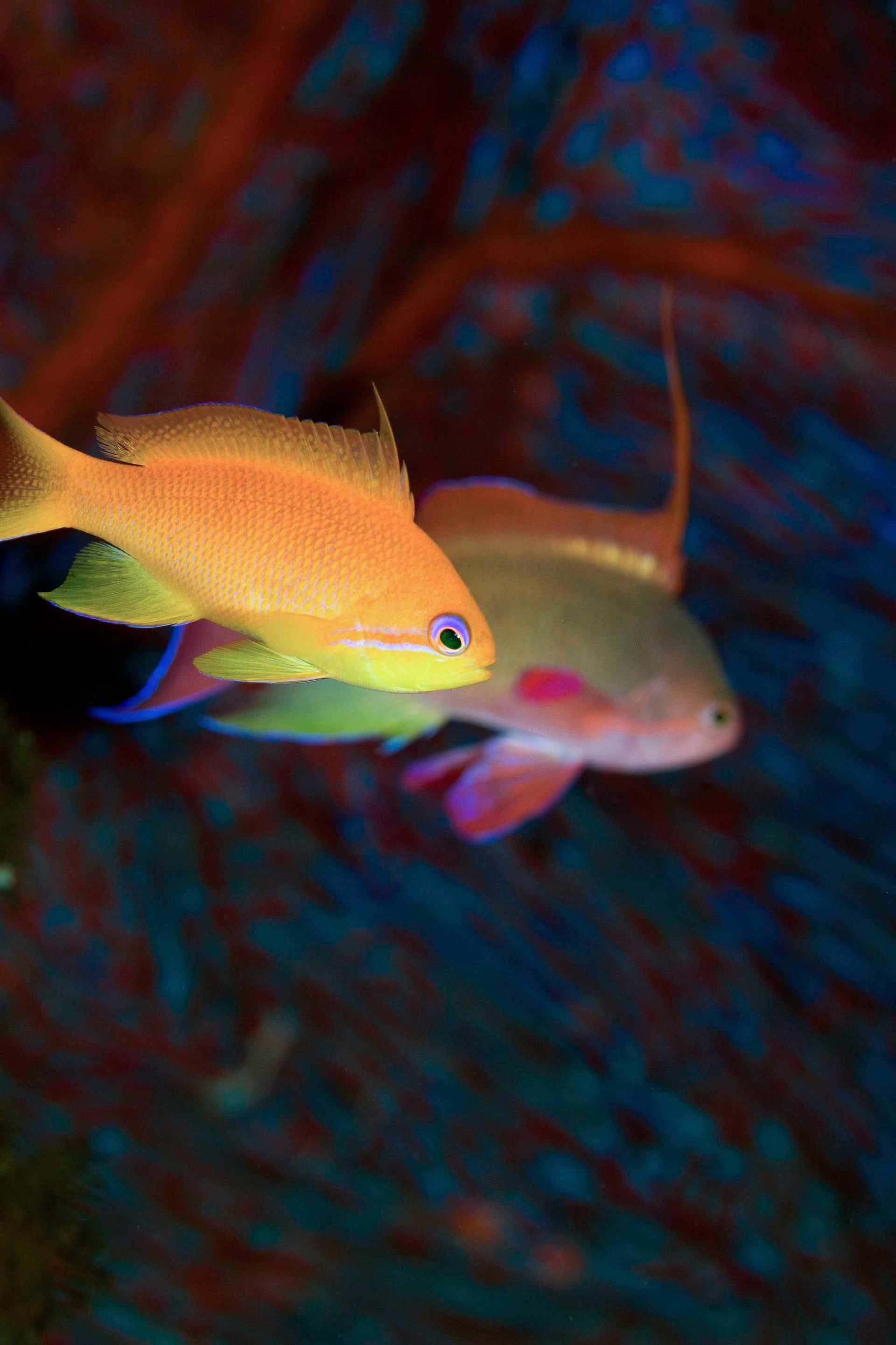 Basslets – www.coralreeftn.com