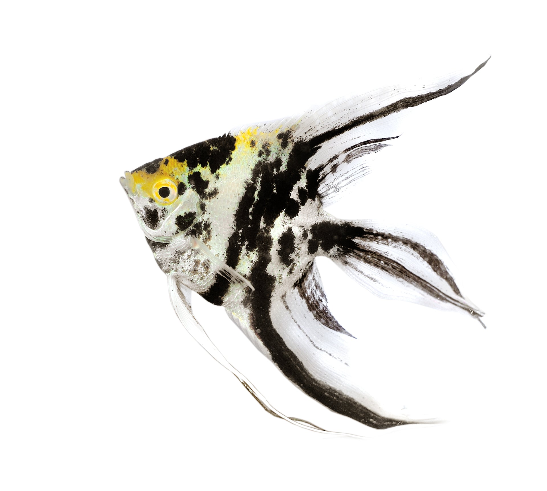 Angels – www.coralreeftn.com