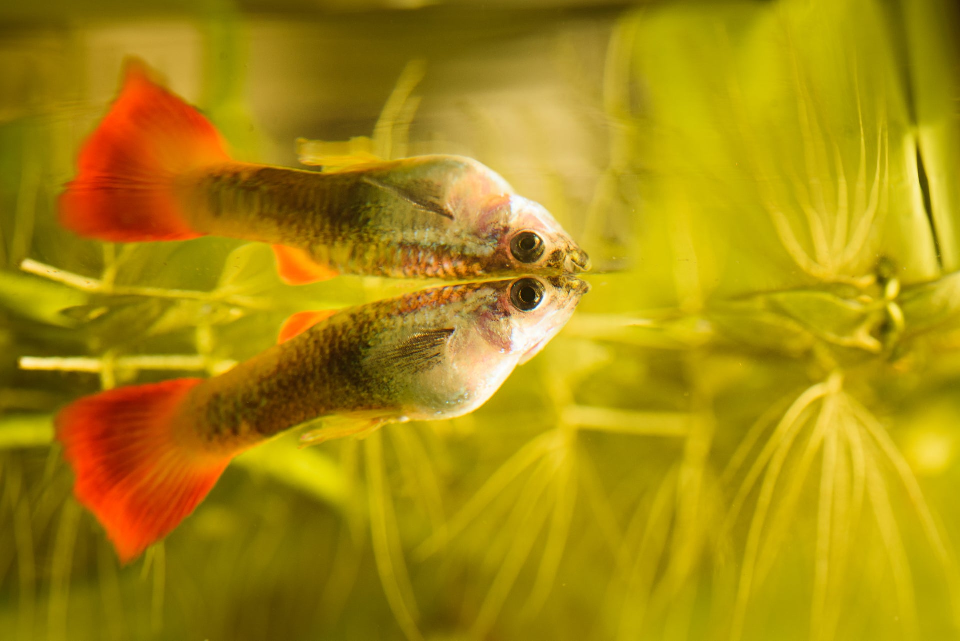 Livebearers – www.coralreeftn.com
