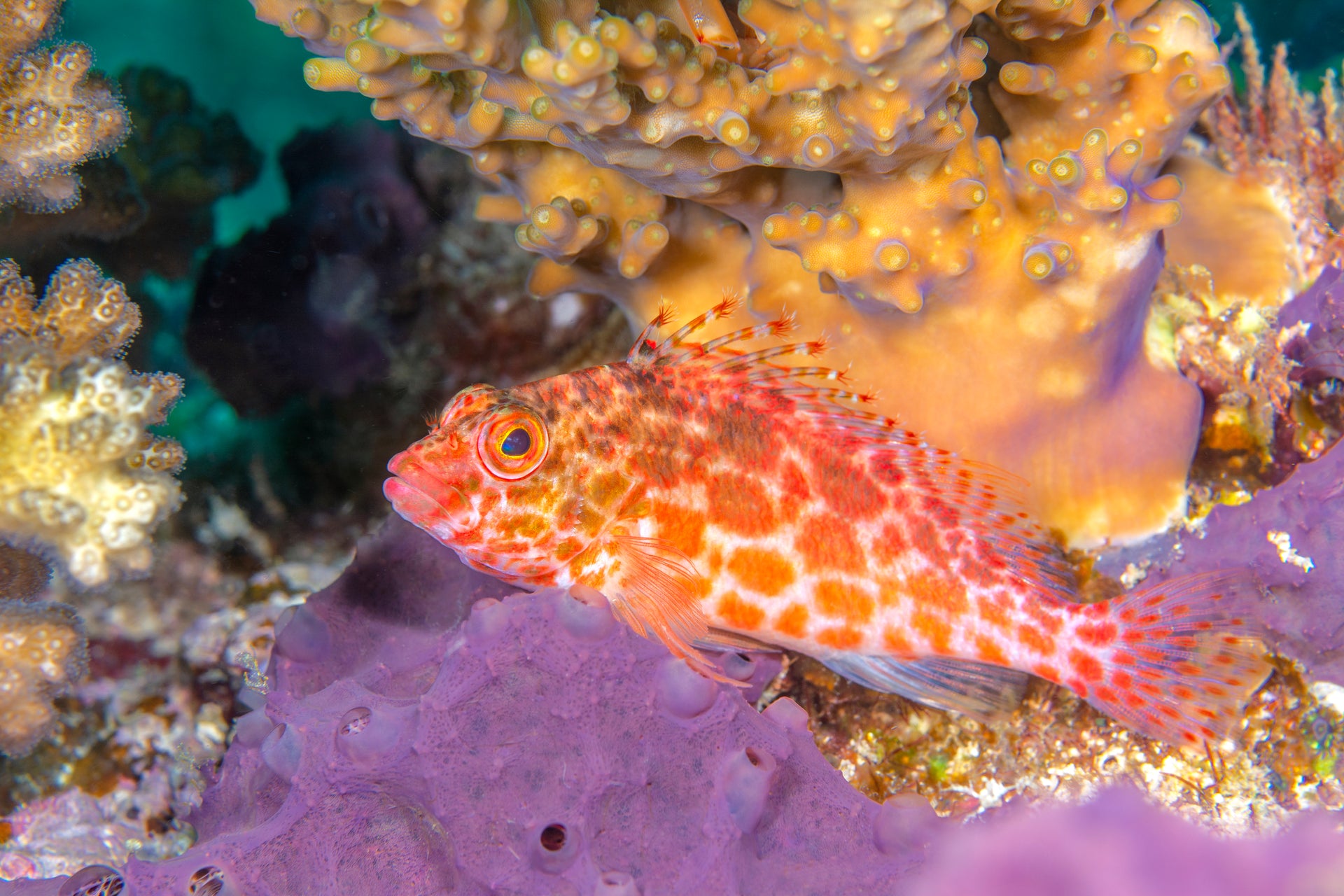 Hawkfish – www.coralreeftn.com