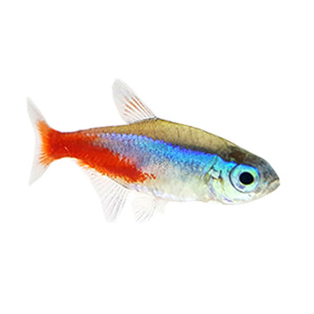 Tetras – www.coralreeftn.com