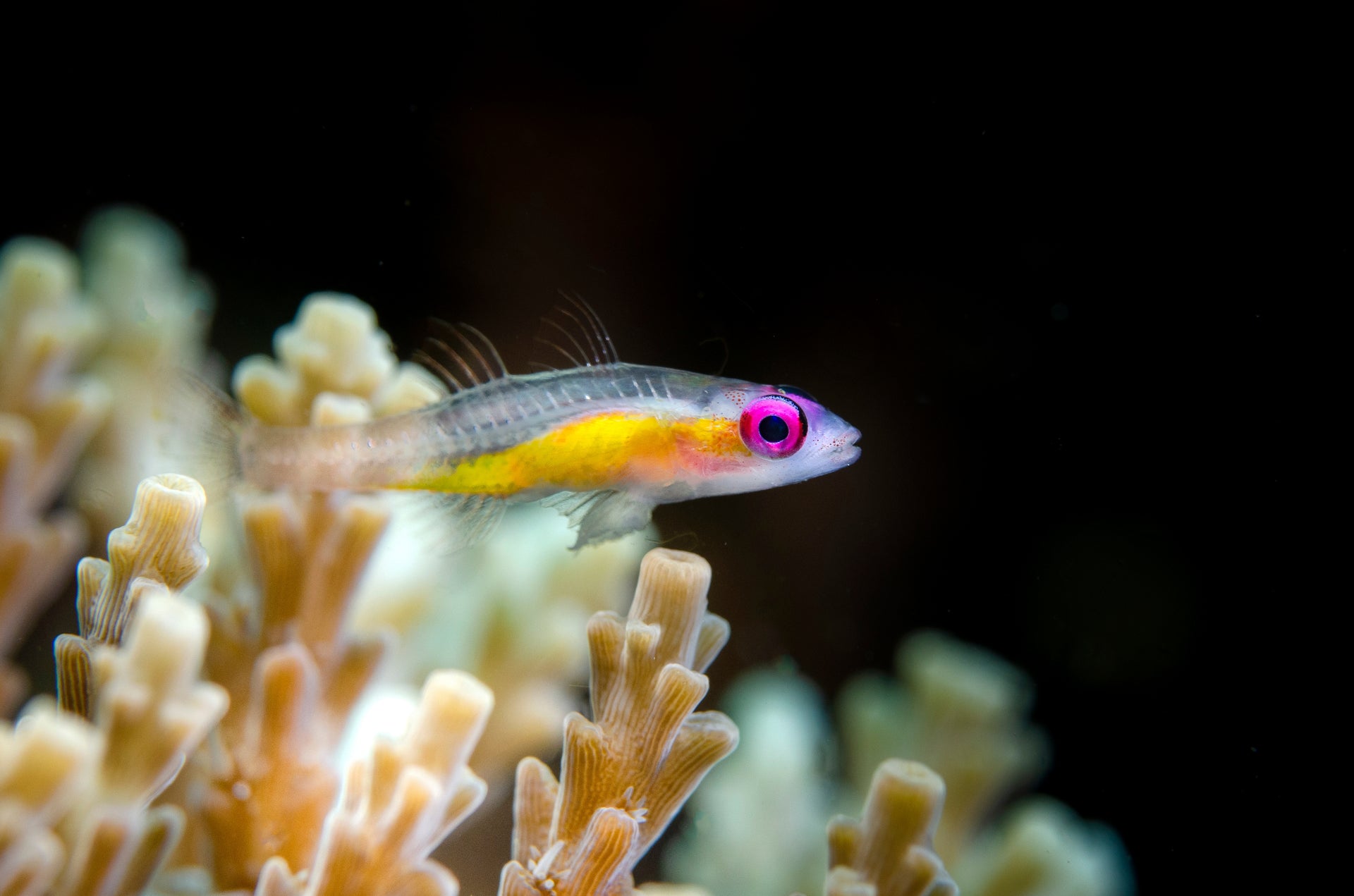 Gobies – www.coralreeftn.com