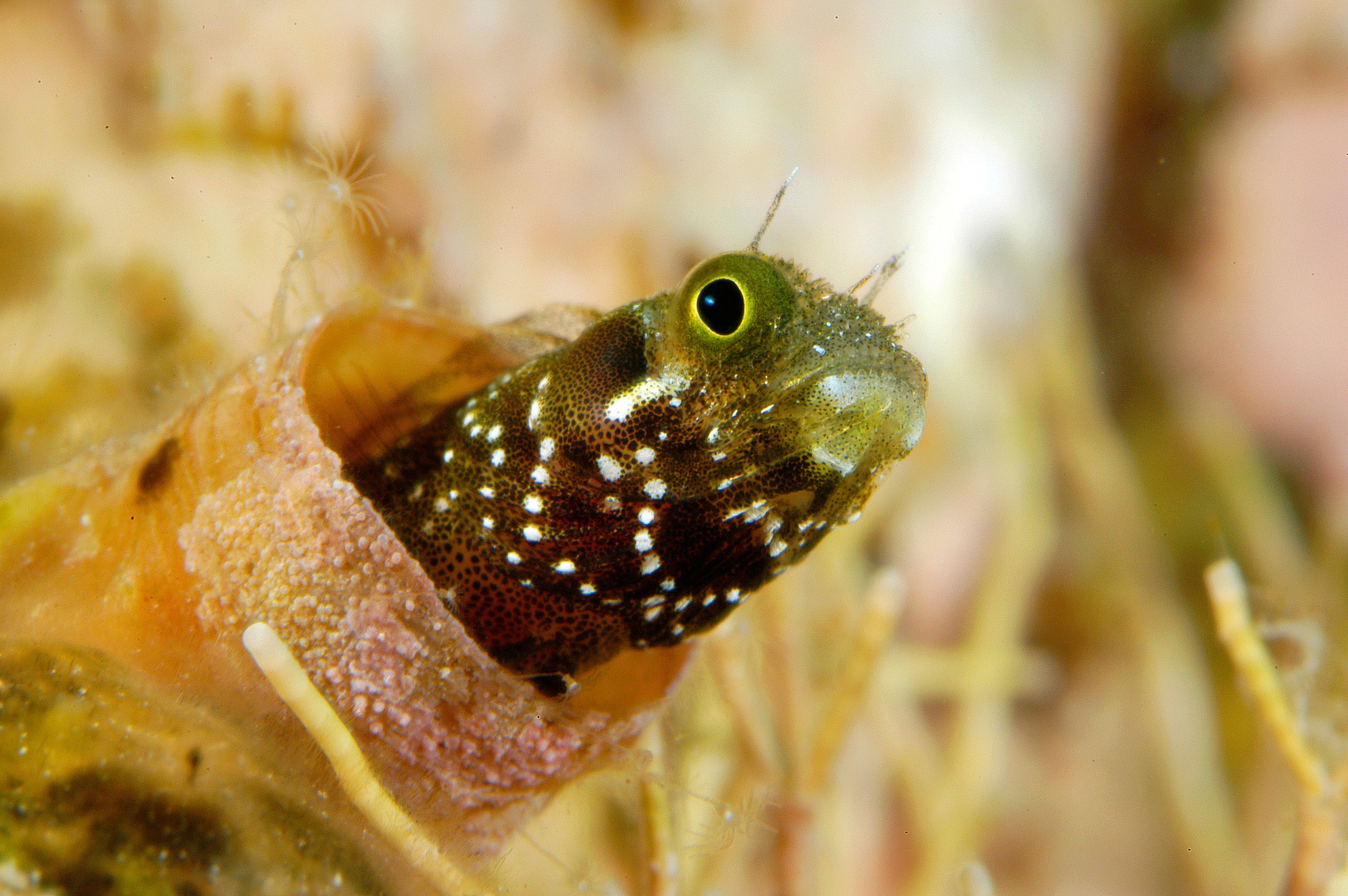 Blennies – www.coralreeftn.com