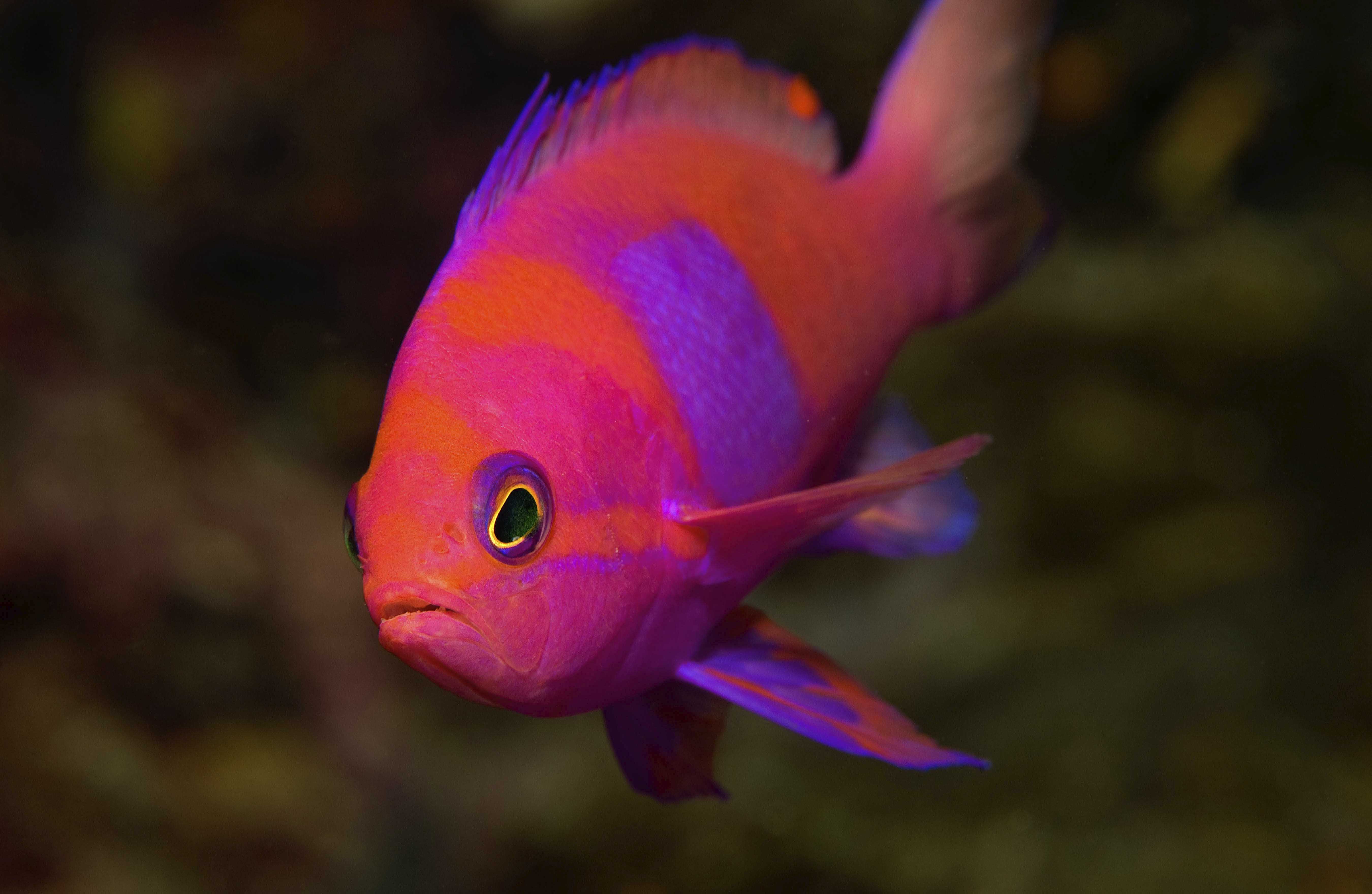 Anthias – www.coralreeftn.com