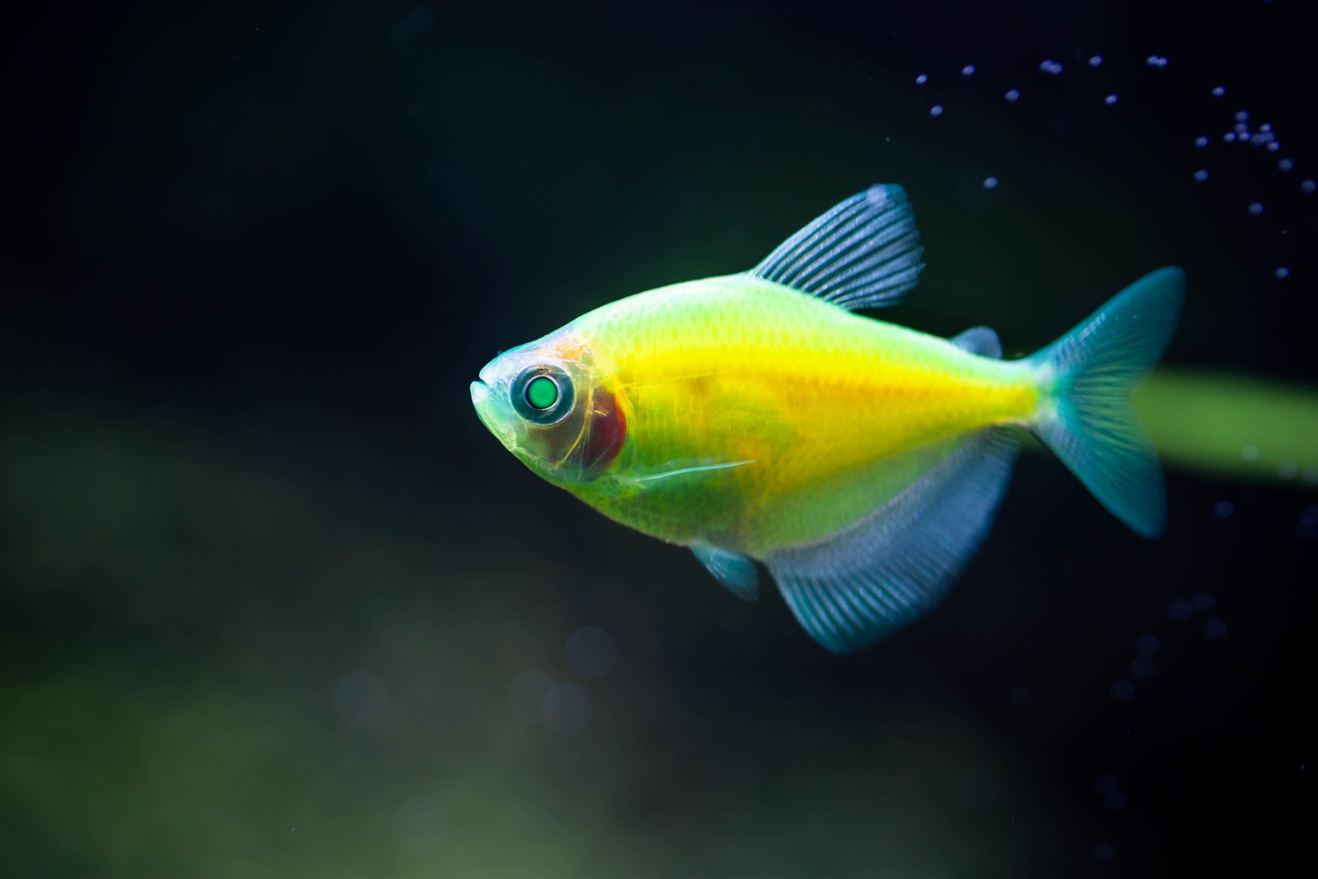 GloFish – www.coralreeftn.com