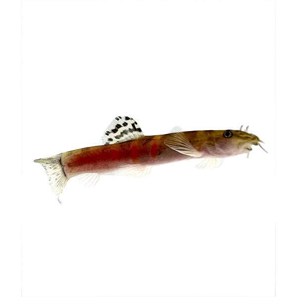 Sumo Loach – www.coralreeftn.com