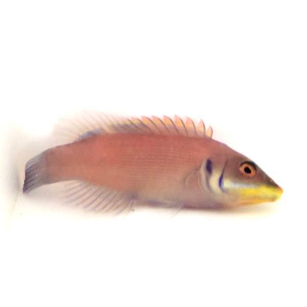 African Disappearing Wrasse – www.coralreeftn.com