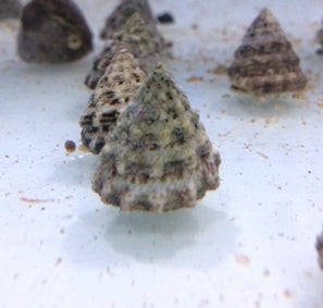 Red Banded Trochus Snail – www.coralreeftn.com