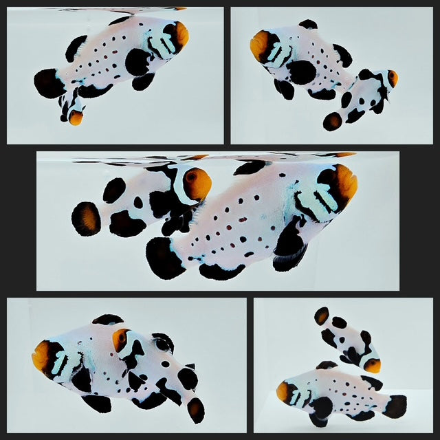 Clownfish Bonded Pair Absolute Zero/Blacker Ice Special – www ...