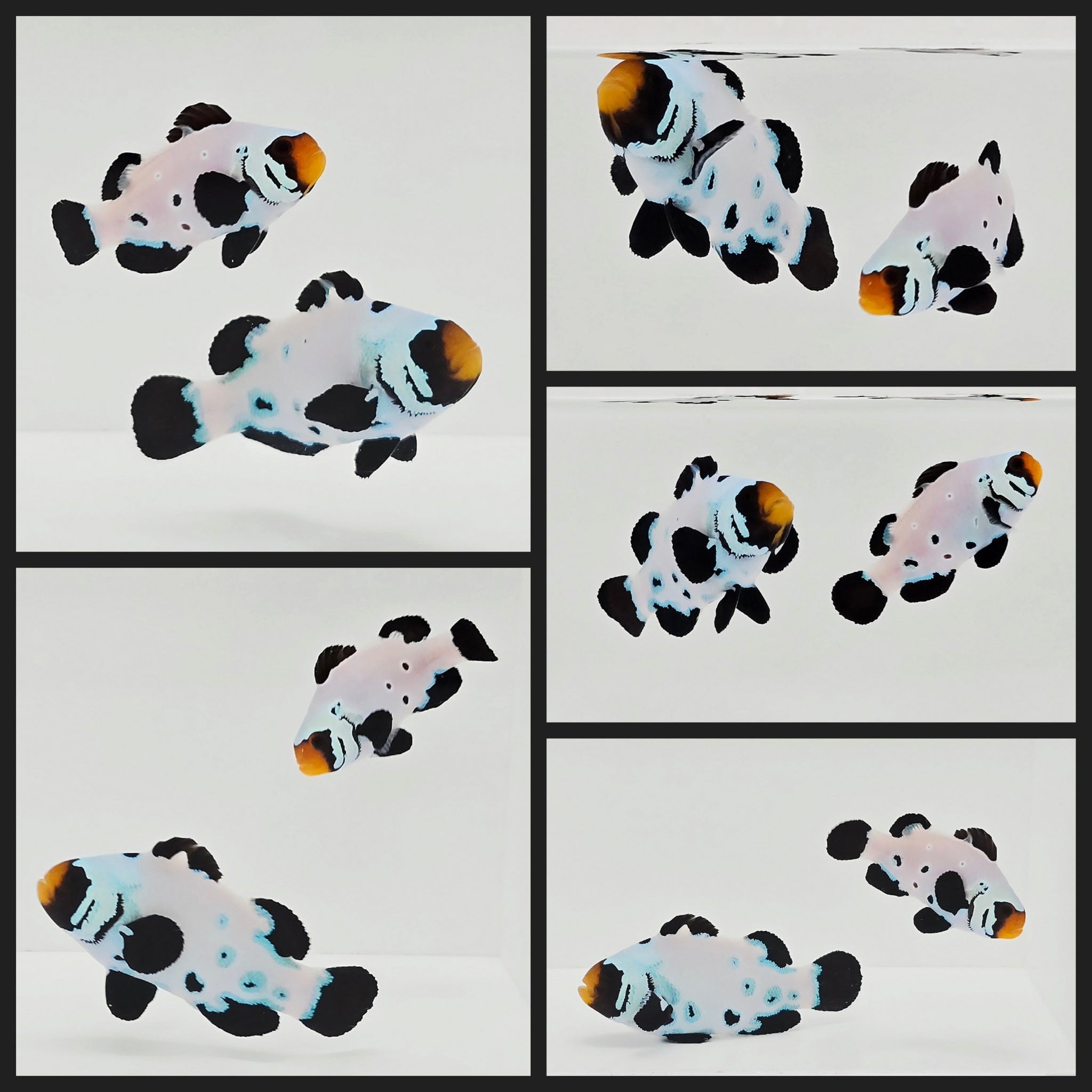 Clownfish Bonded Pair Absolute Zero – www.coralreeftn.com