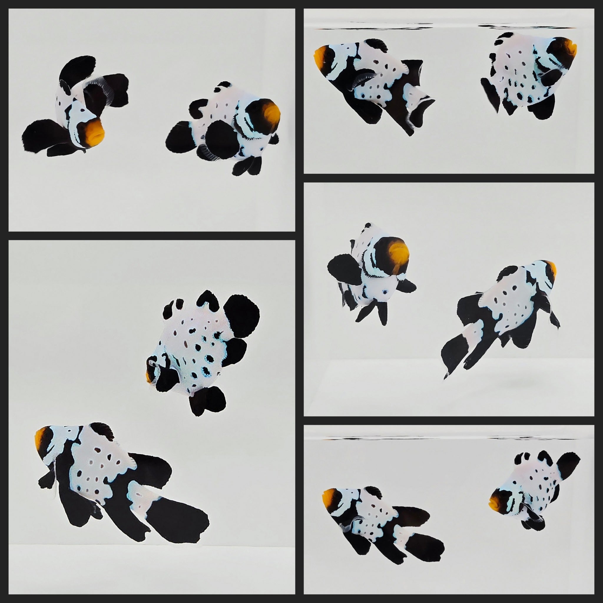 Clownfish Bonded Pair Absolute Zero Stubby/Blacker Ice (Black Snow) w ...