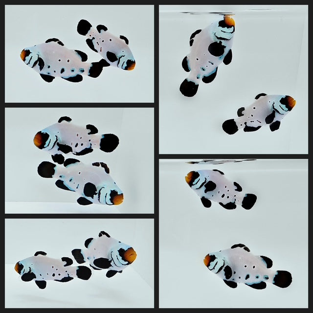 Clownfish Bonded Pair Absolute Zero – www.coralreeftn.com