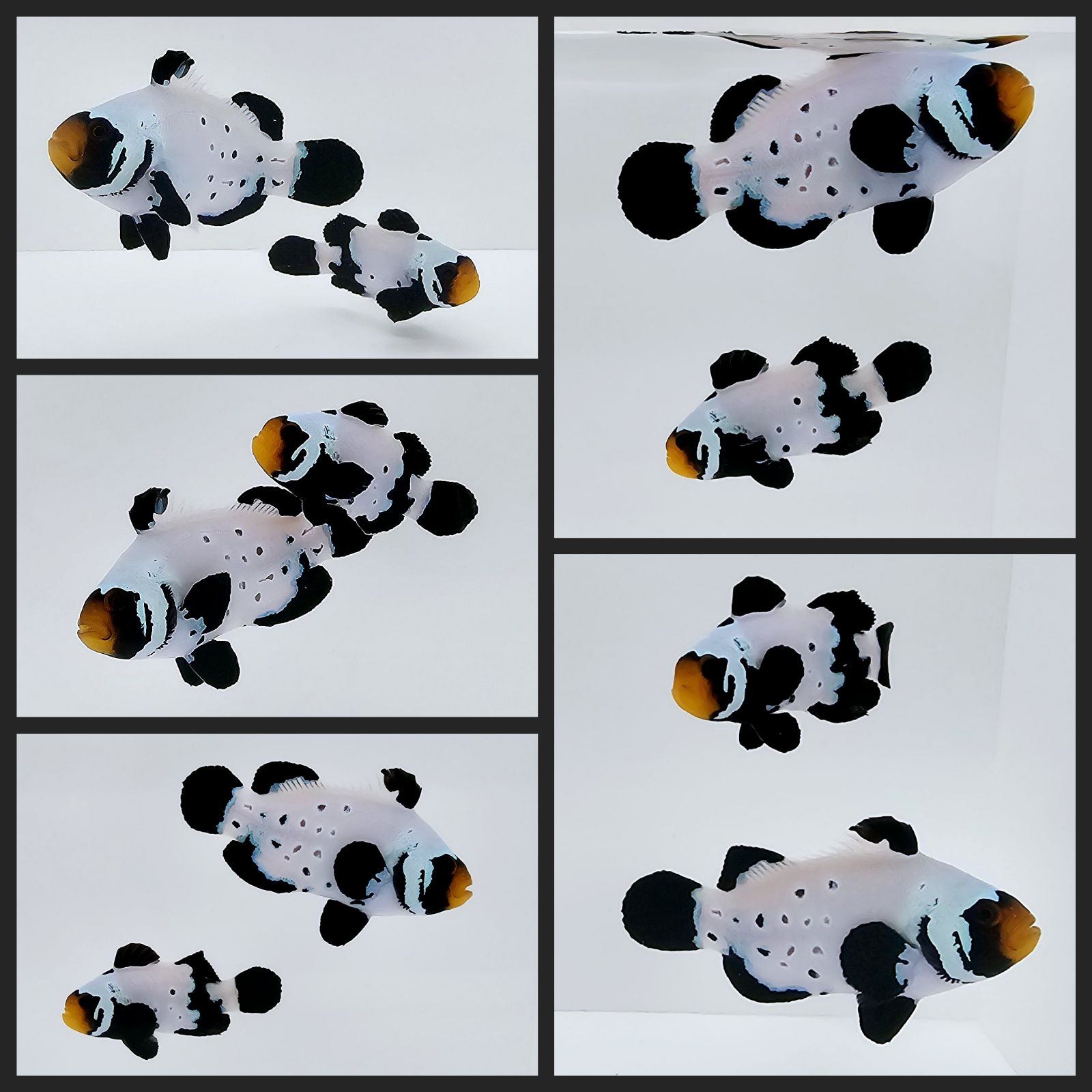 Clownfish Bonded Pair Absolute Zero – www.coralreeftn.com