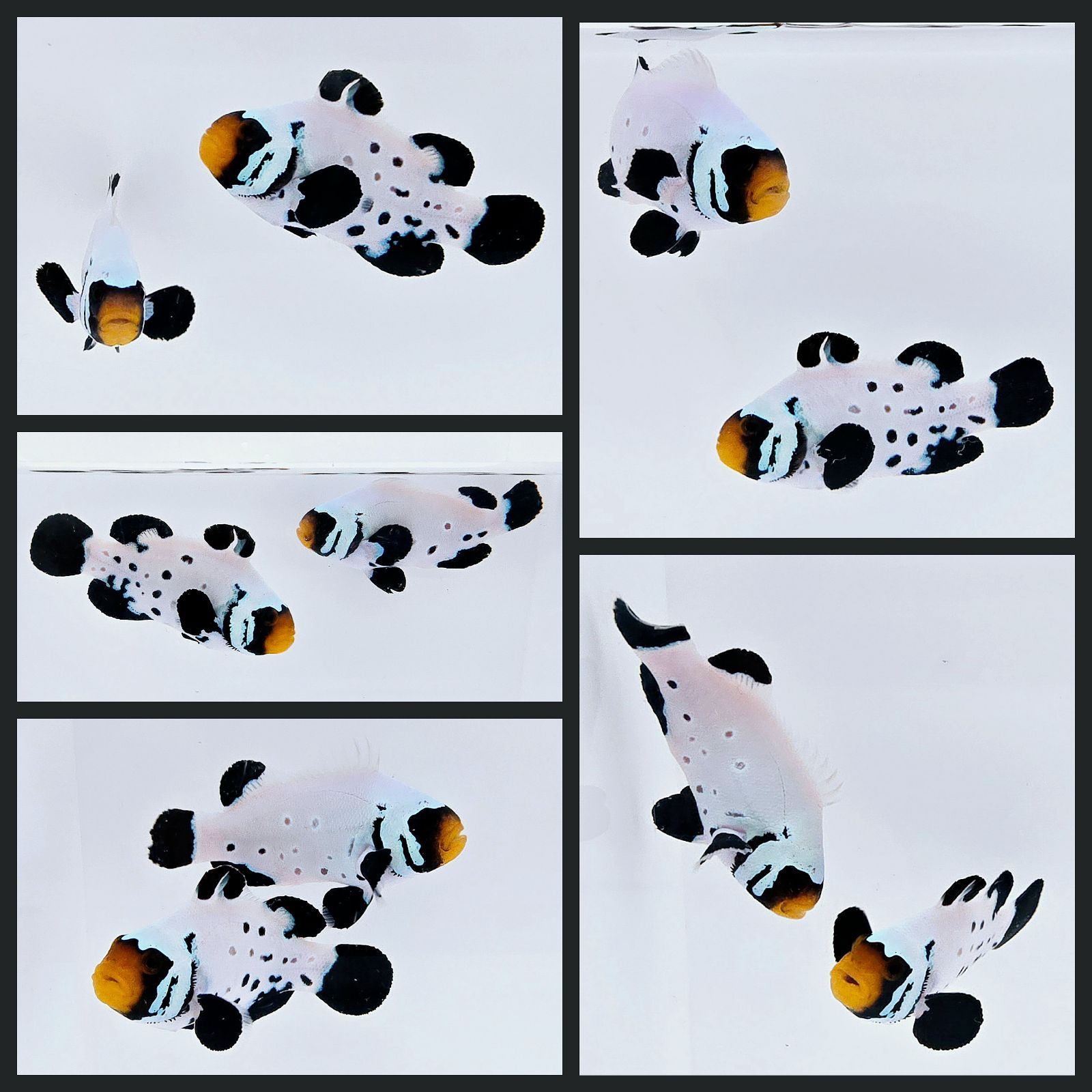 Clownfish Bonded Pair Absolute Zero – www.coralreeftn.com