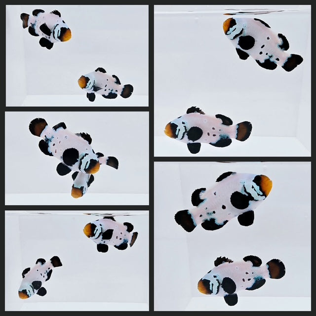 Clownfish Bonded Pair Absolute Zero – www.coralreeftn.com