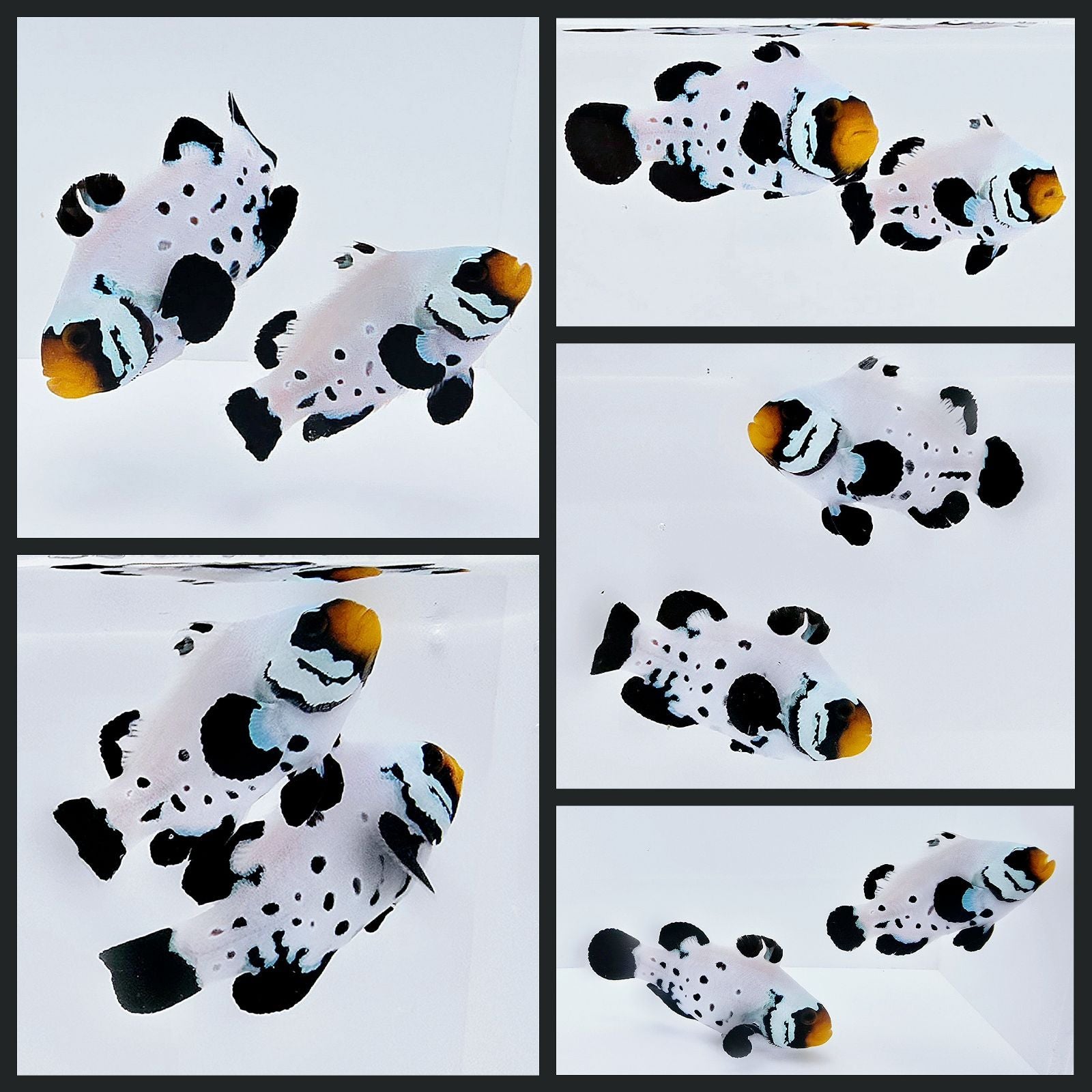 Clownfish Bonded Pair Absolute Zero – www.coralreeftn.com