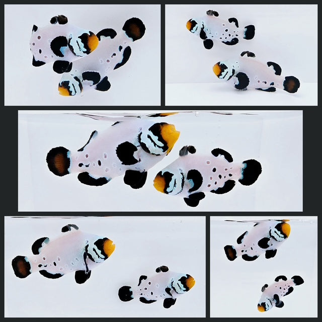 Clownfish Bonded Pair Absolute Zero – www.coralreeftn.com