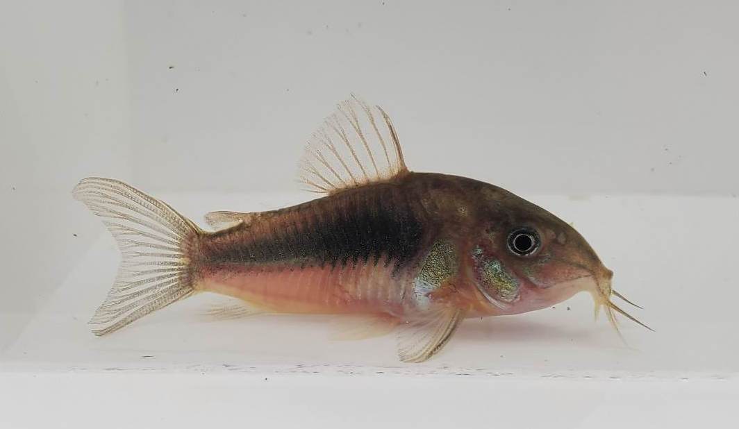 Green Cory Catfish – www.coralreeftn.com