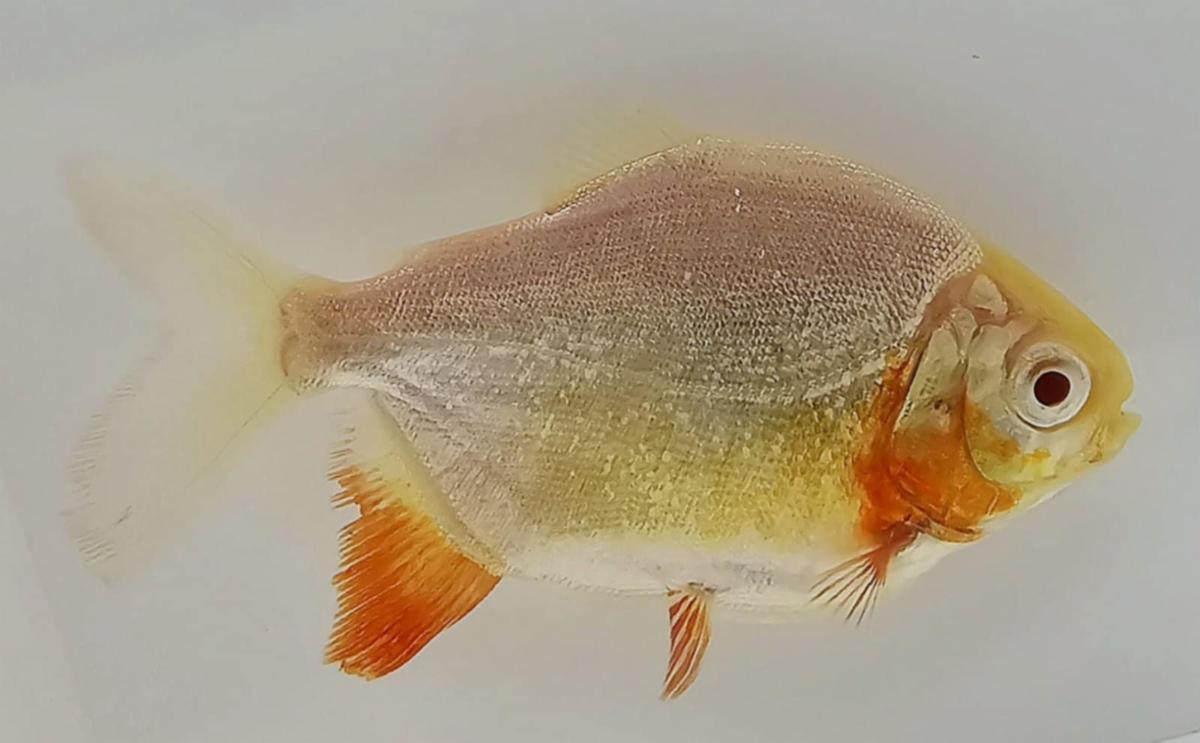 Albino Red Belly Pacu – www.coralreeftn.com