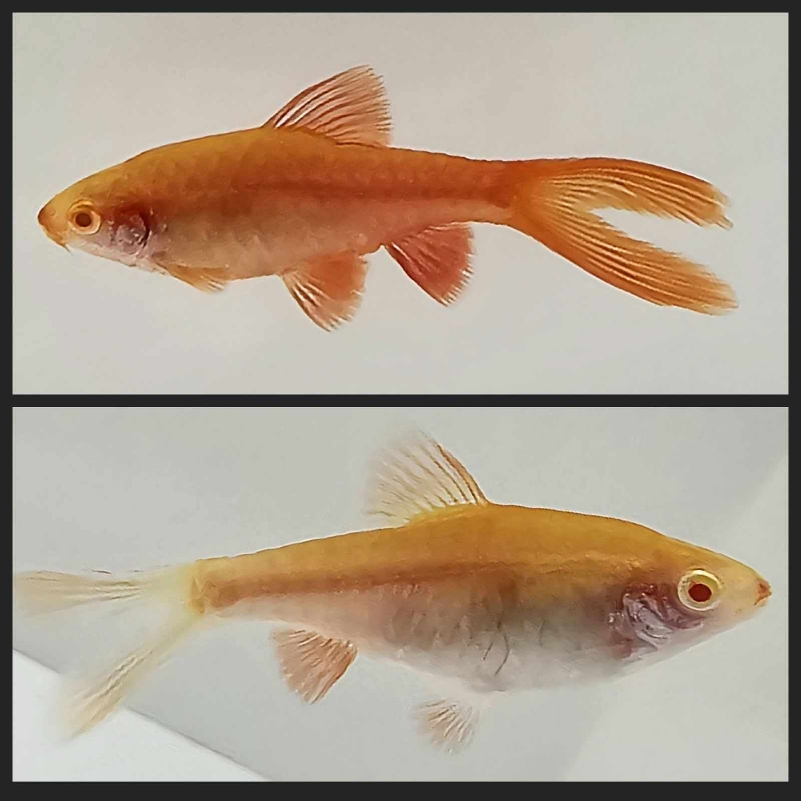 Albino Veiltail Cherry Barb – www.coralreeftn.com