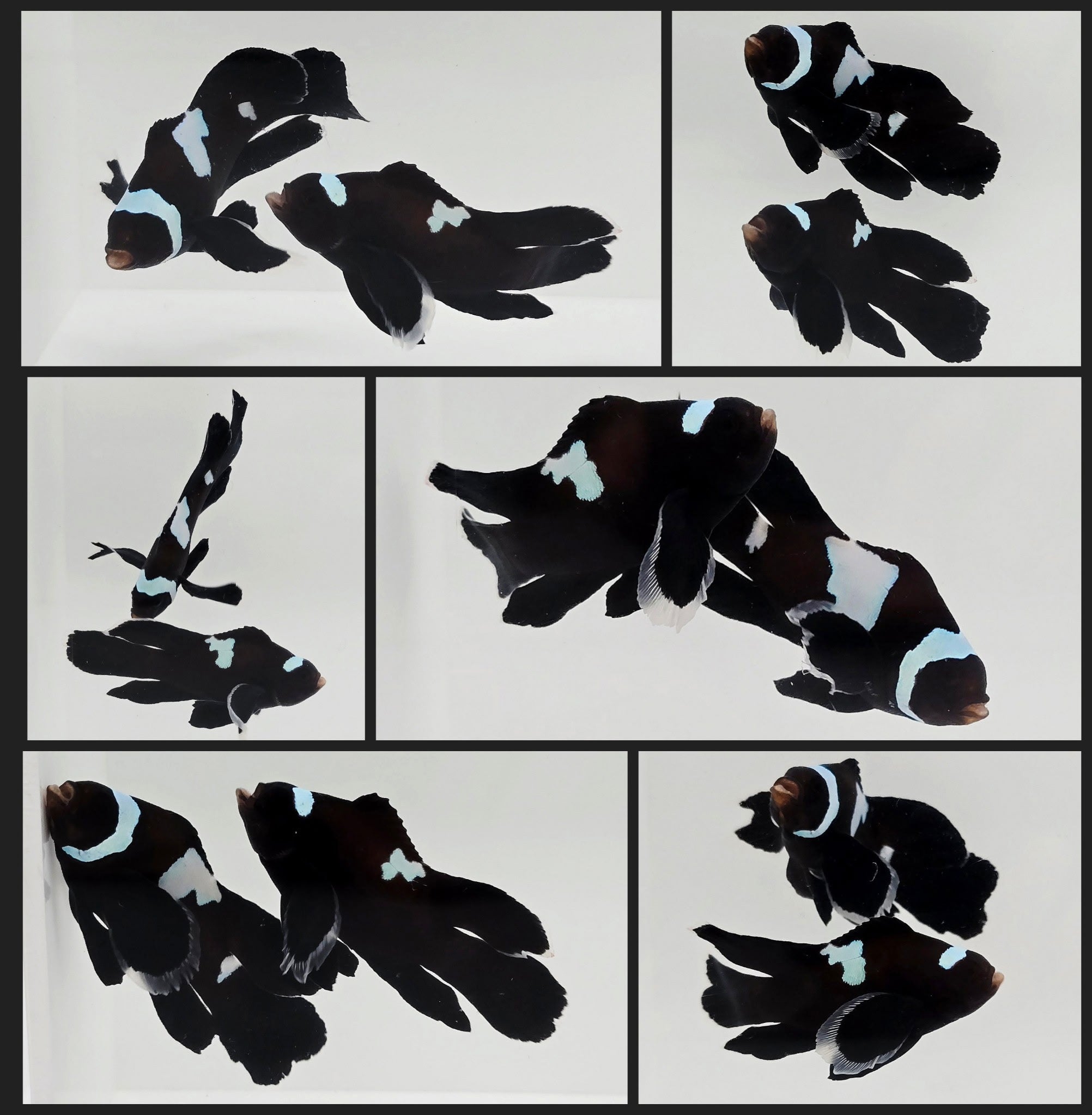 Clownfish Bonded Pair Black Midnight Lightning Roundtail Longfin – www ...