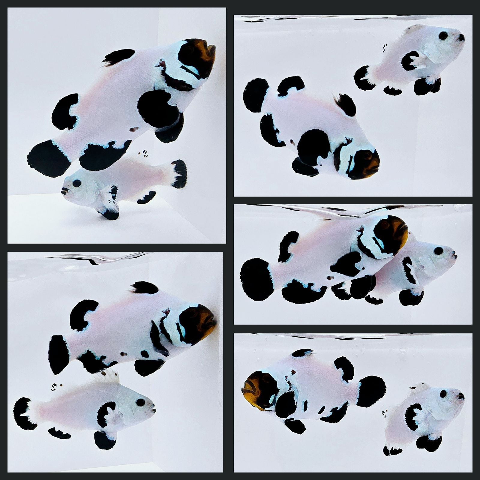 Clownfish Bonded Pair Black Snow Storm/Black Frostbite – www ...