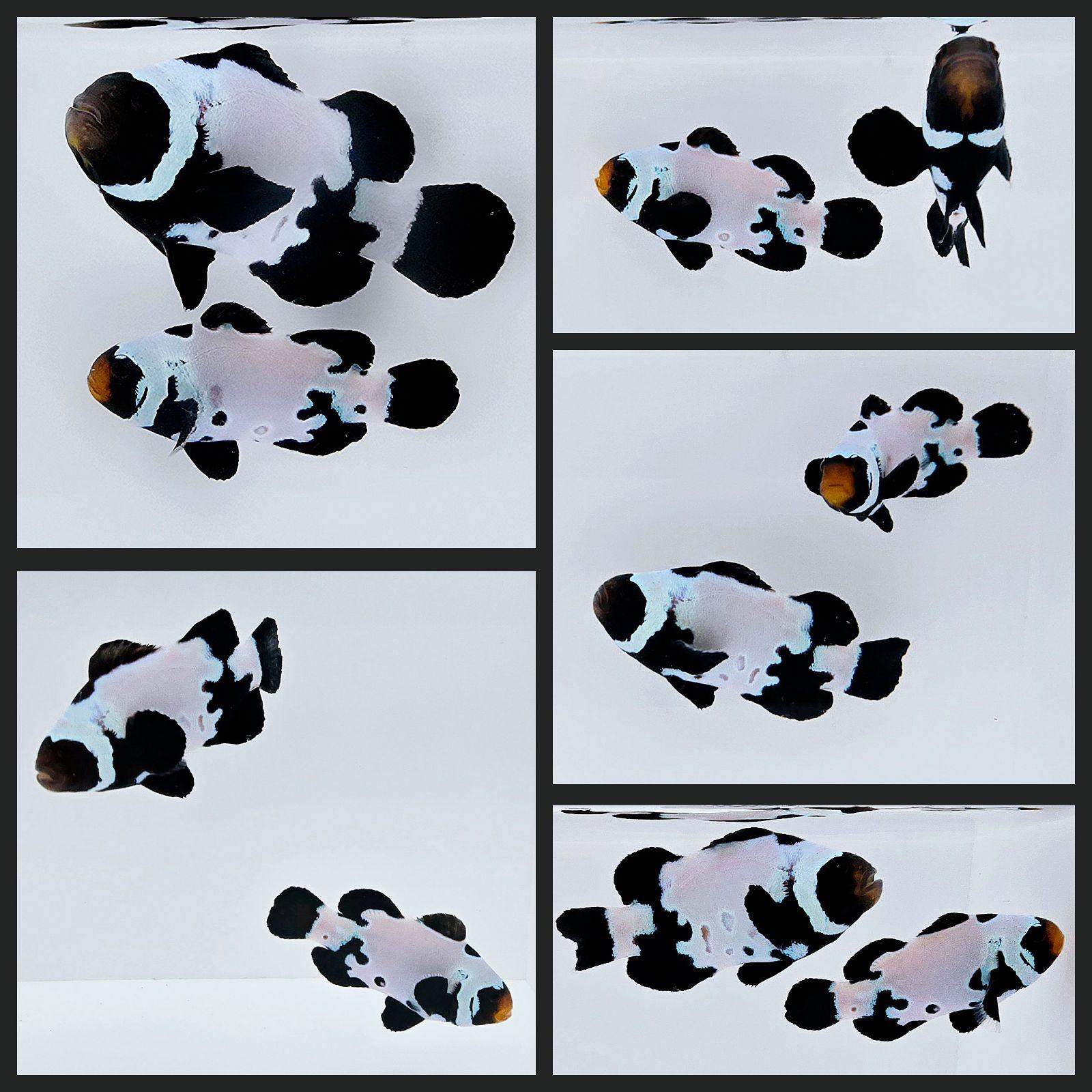 Clownfish Bonded Pair Black Snowflake Extreme – www.coralreeftn.com