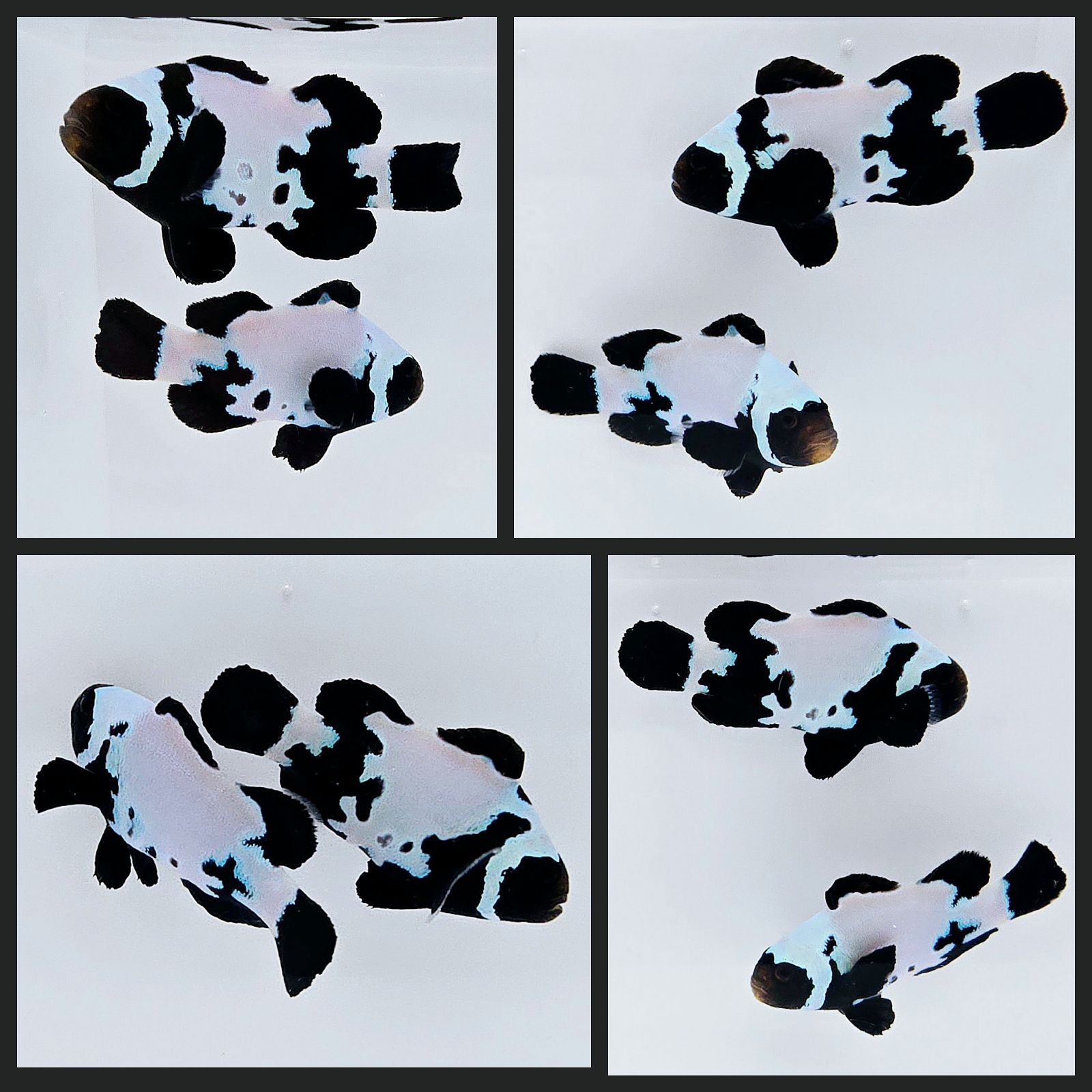 Clownfish Bonded Pair Black Snowflake Extreme with Bulletholes – www ...