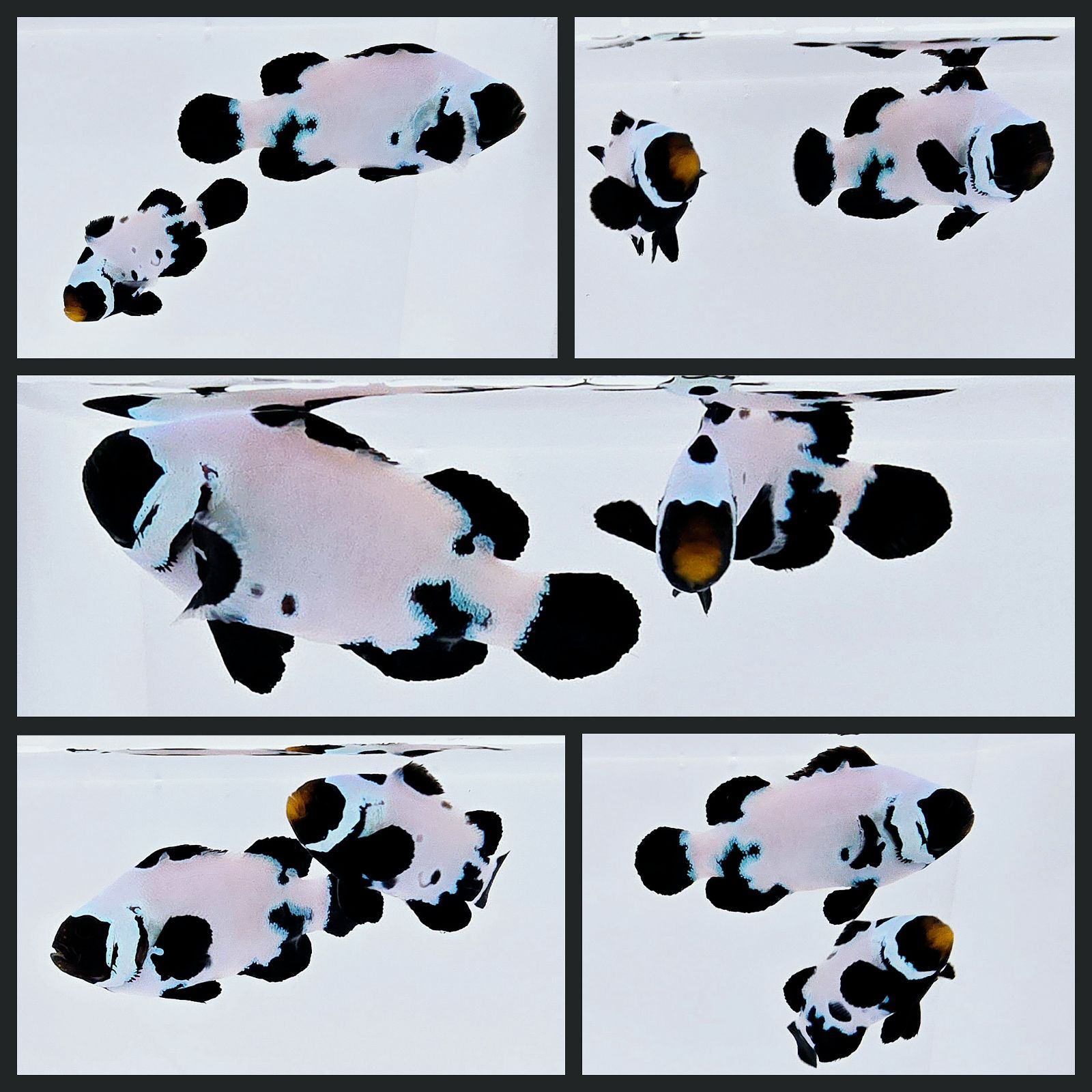 Clownfish Bonded Pair Black Snowflake Special – www.coralreeftn.com