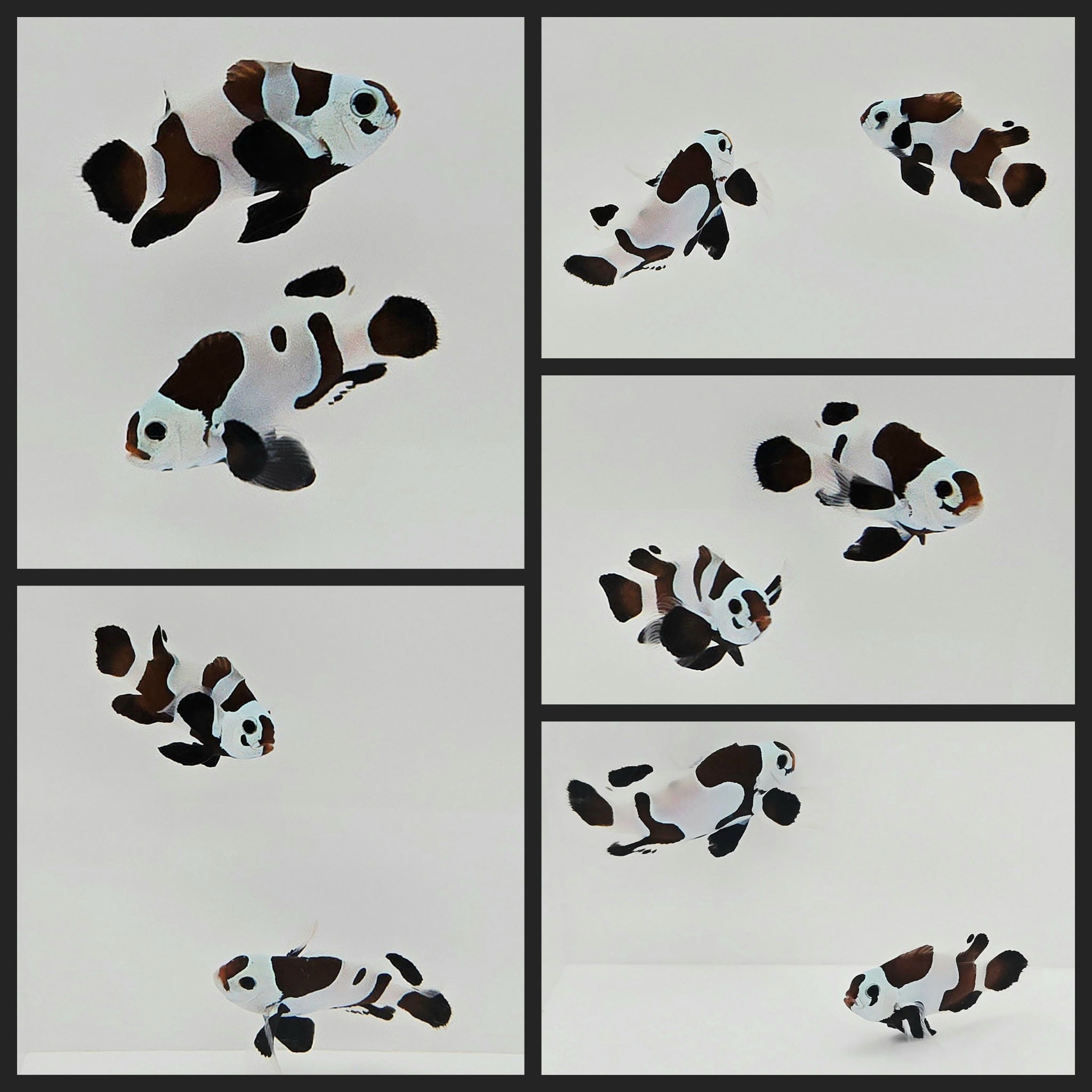 Clownfish Bonded Pair Black Storm Roundtail Longfin – www.coralreeftn.com