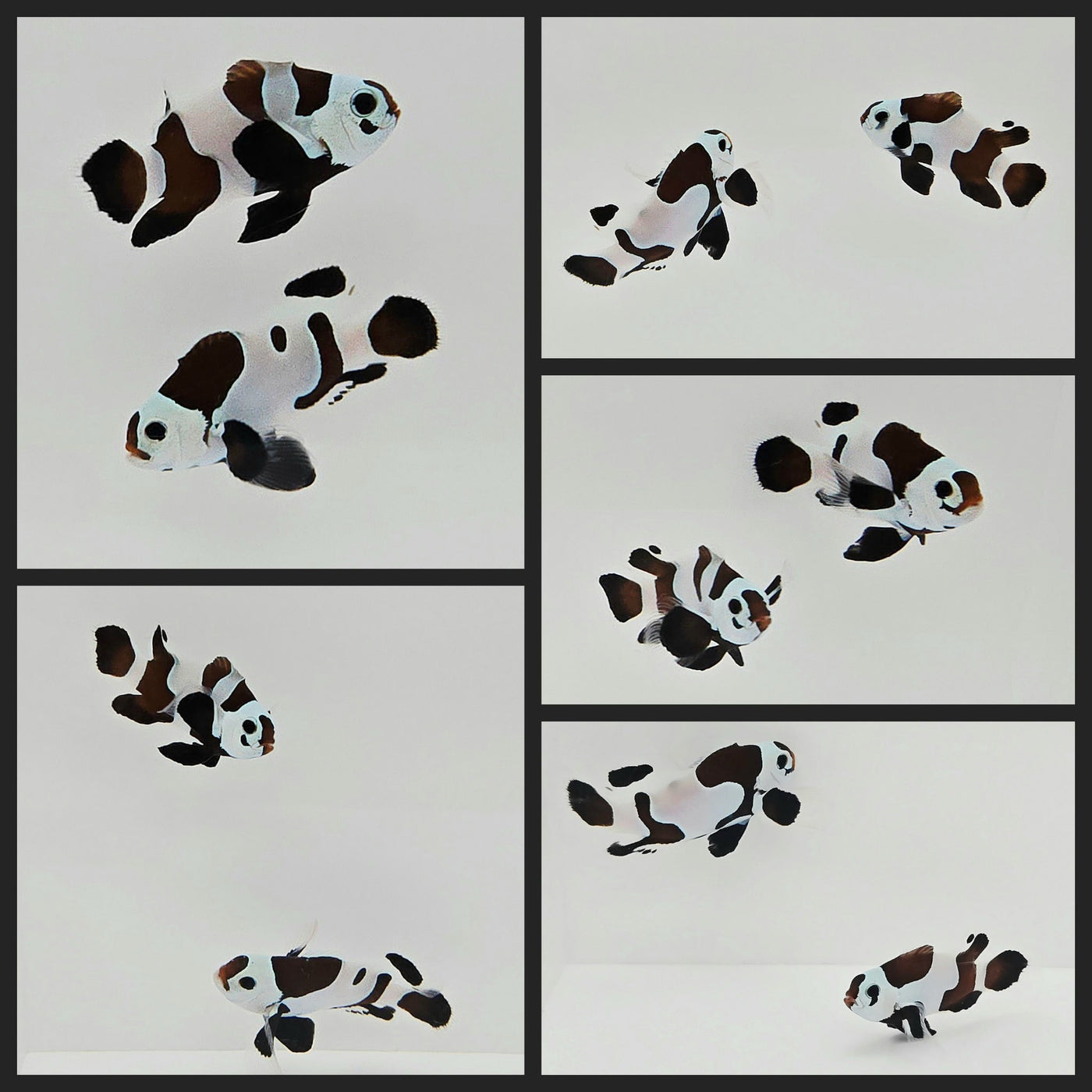 Clownfish Bonded Pair Black Storm Roundtail Longfin – www.coralreeftn.com