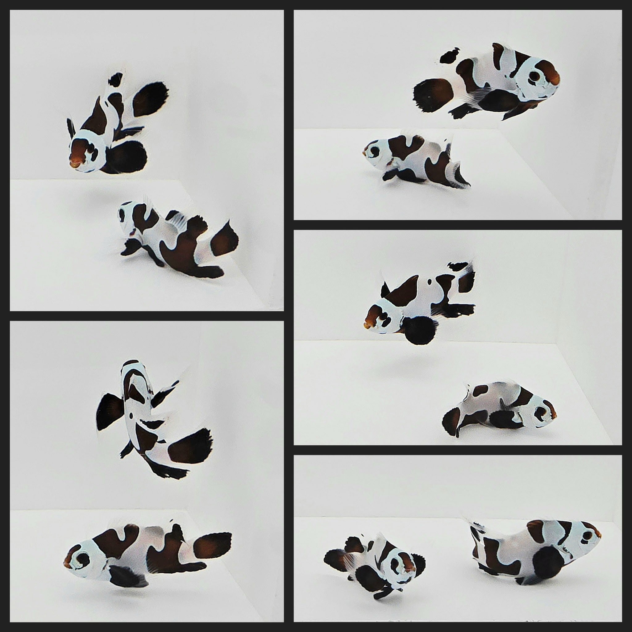 Clownfish Bonded Pair Black Storm Semi Roundtail Longfin – www ...