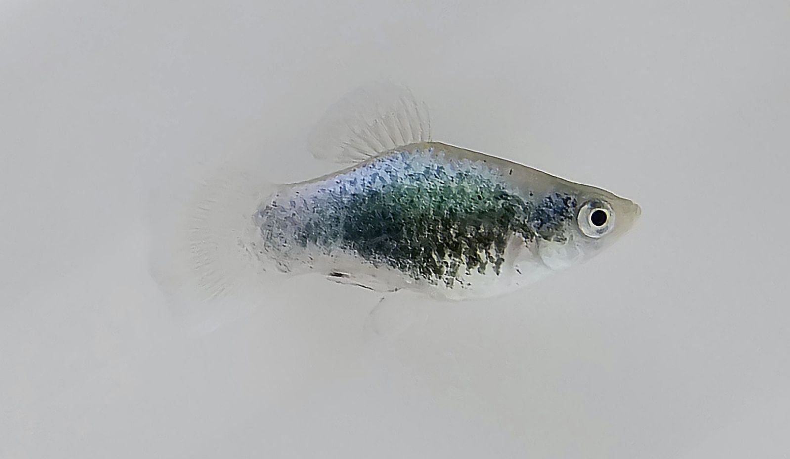 Calico Blue Platy – www.coralreeftn.com