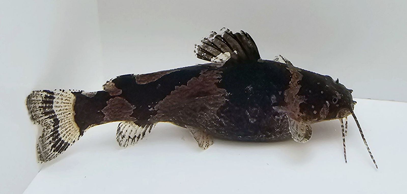 South American Bumblebee Catfish – www.coralreeftn.com