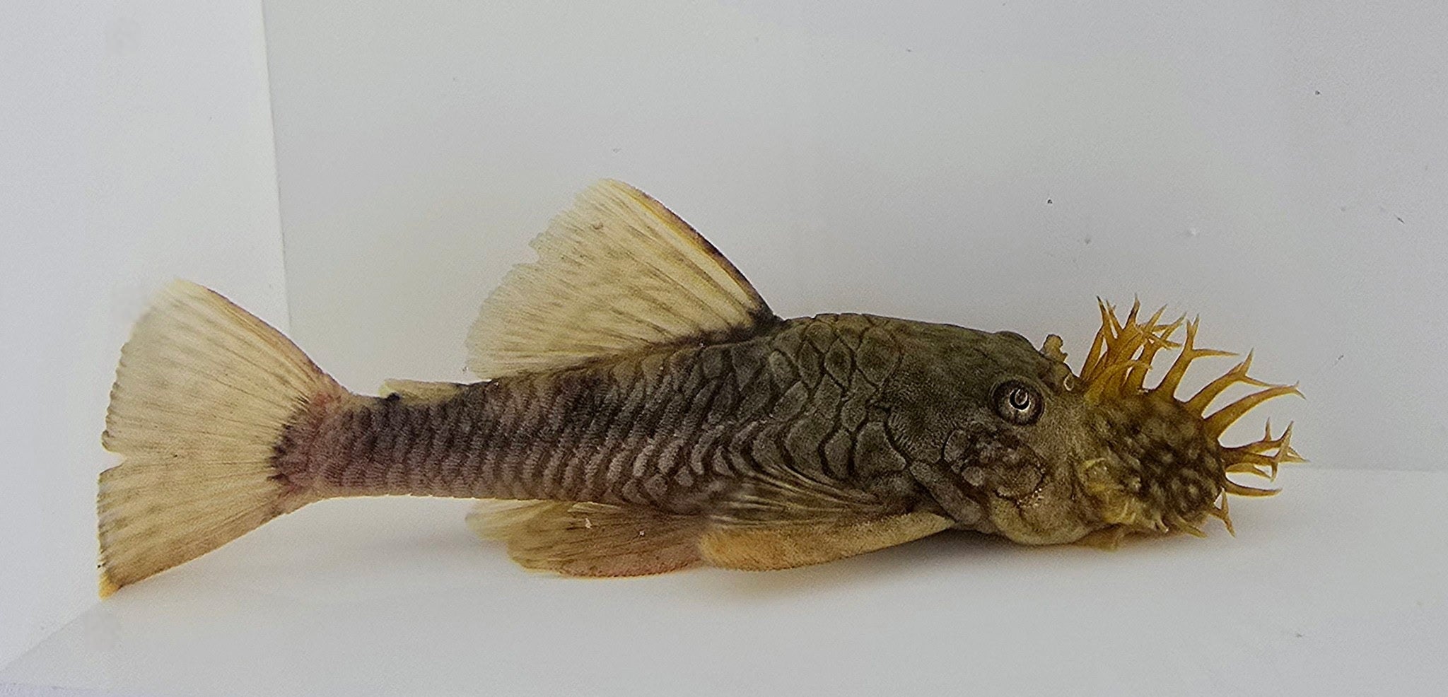 Bushy Mouth Catfish – www.coralreeftn.com
