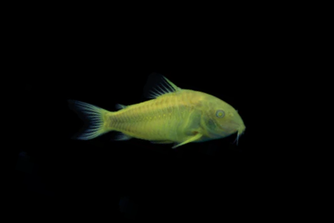 Celestial Yellow GloFish Cory Cat – www.coralreeftn.com