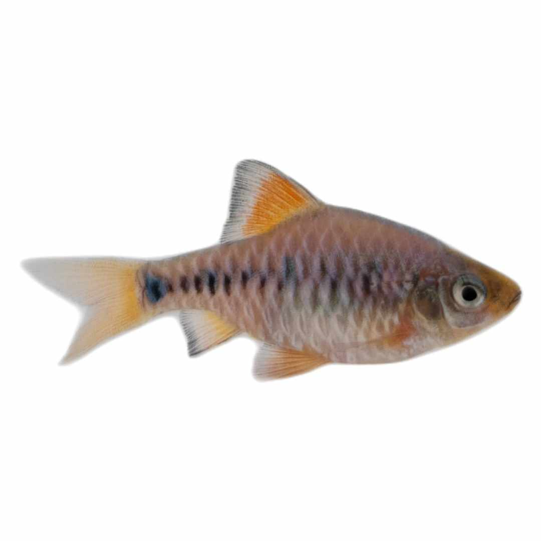 Checkered Barb – www.coralreeftn.com