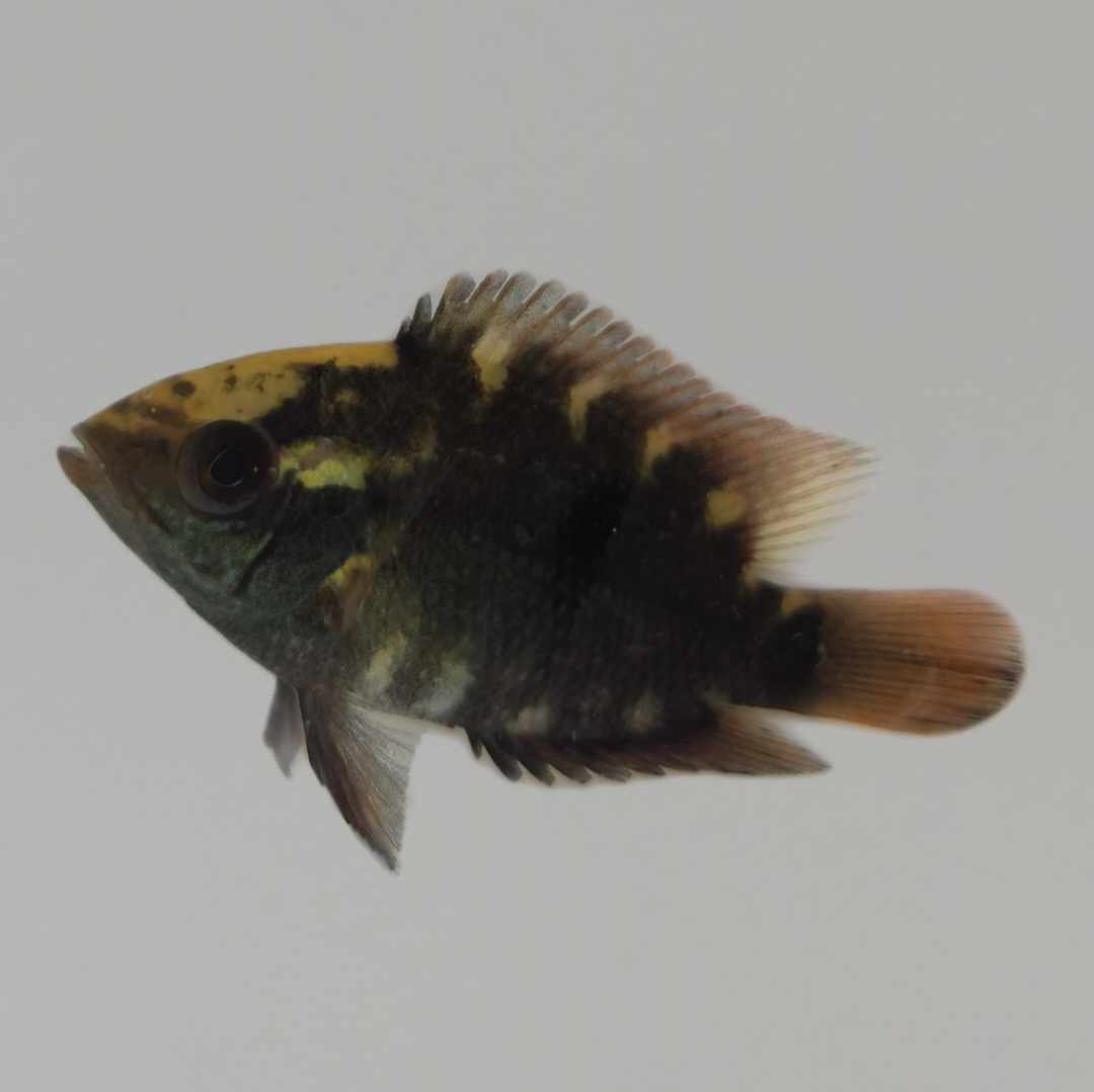 Chocolate Cichlid – www.coralreeftn.com