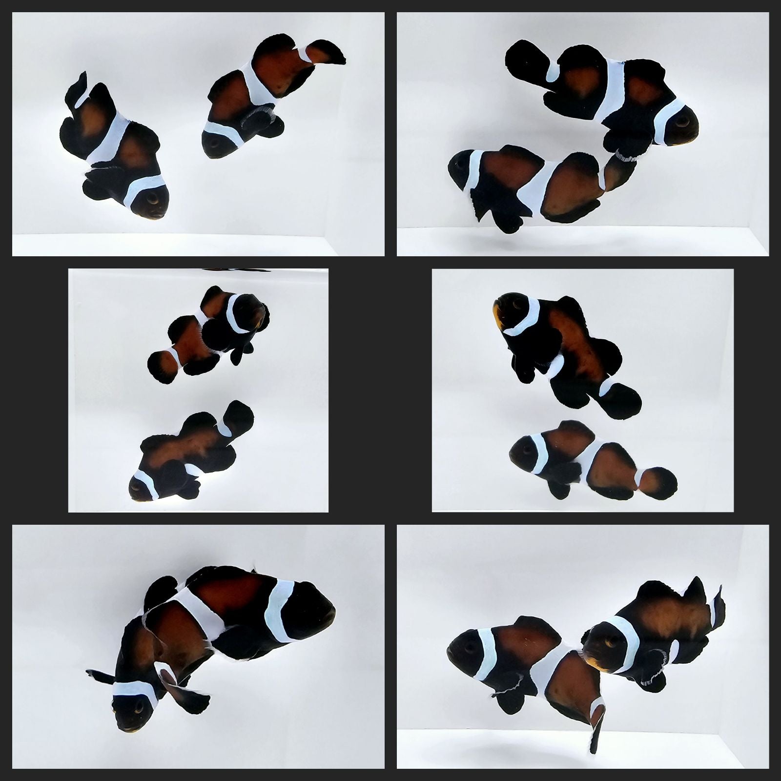 Clownfish Bonded Pair Chocolate – www.coralreeftn.com