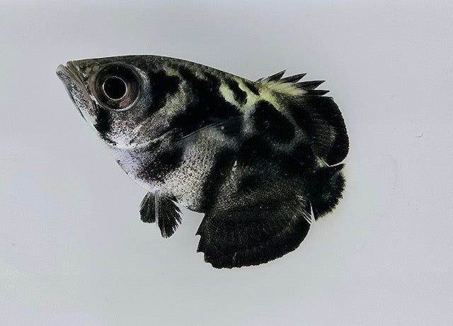 Clouded Archerfish – www.coralreeftn.com