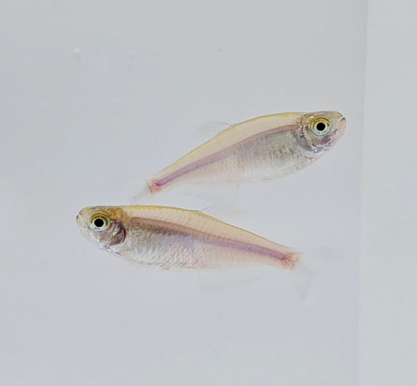 Cochu's Blue King Tetra – www.coralreeftn.com