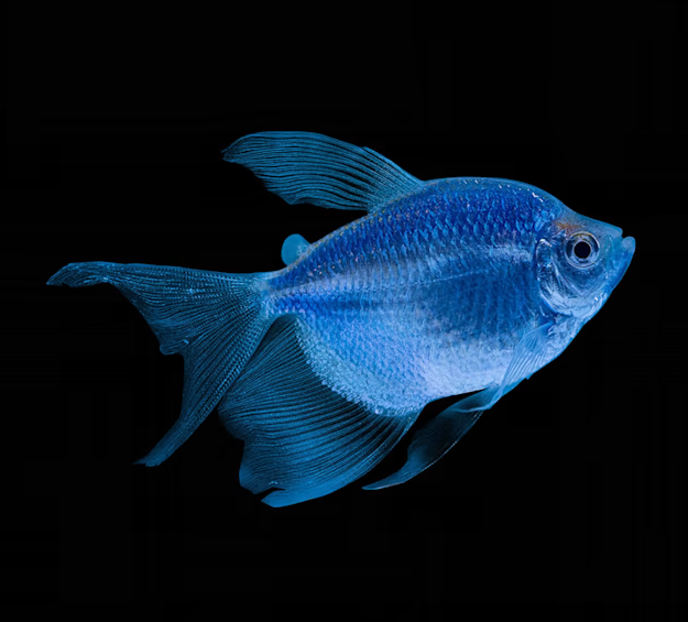 Cosmic Blue Longfin GloFish Tetra – www.coralreeftn.com