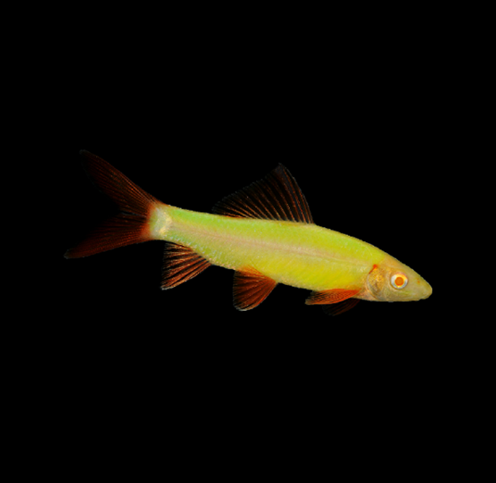 Electric Green GloFish Shark – www.coralreeftn.com