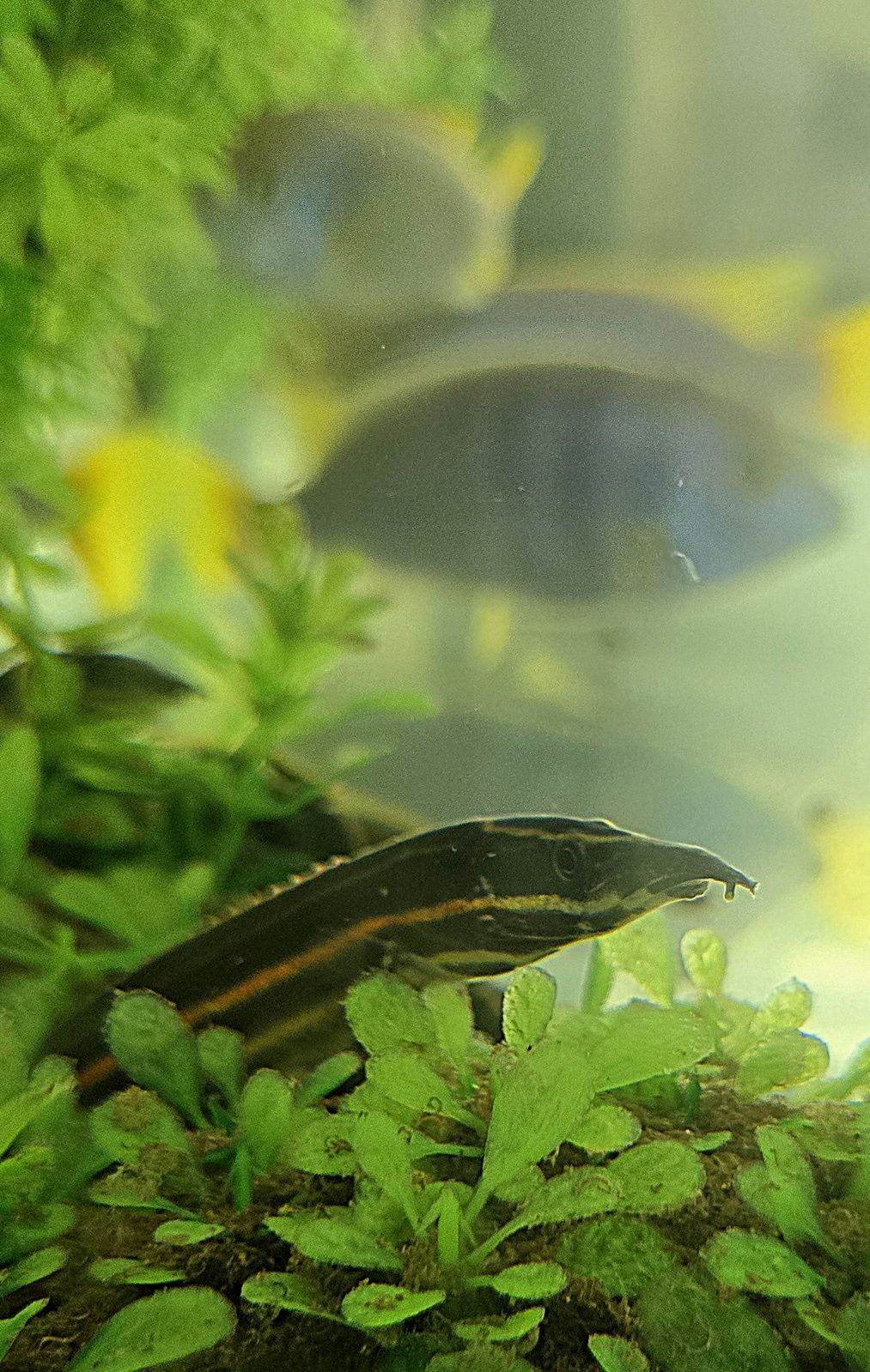 Fire Eel – www.coralreeftn.com