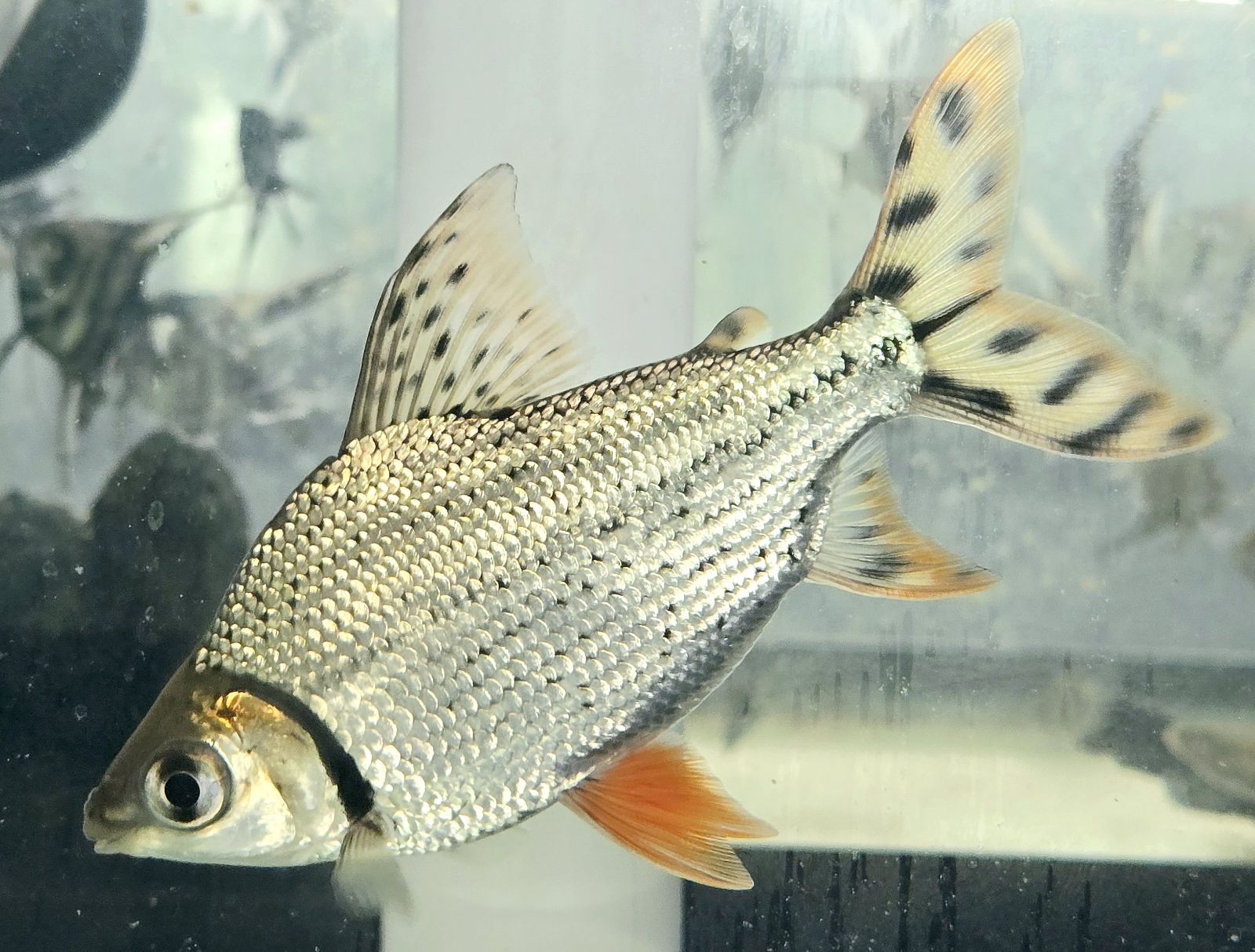 Flagtail Prochilodus – www.coralreeftn.com