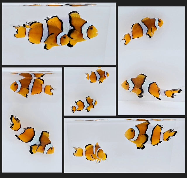 Clownfish Bonded Pair Percularis Flametail Longfin – www.coralreeftn.com